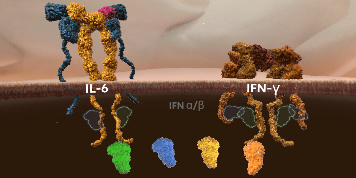Role of 3D Simulation in Interactive Medical Education